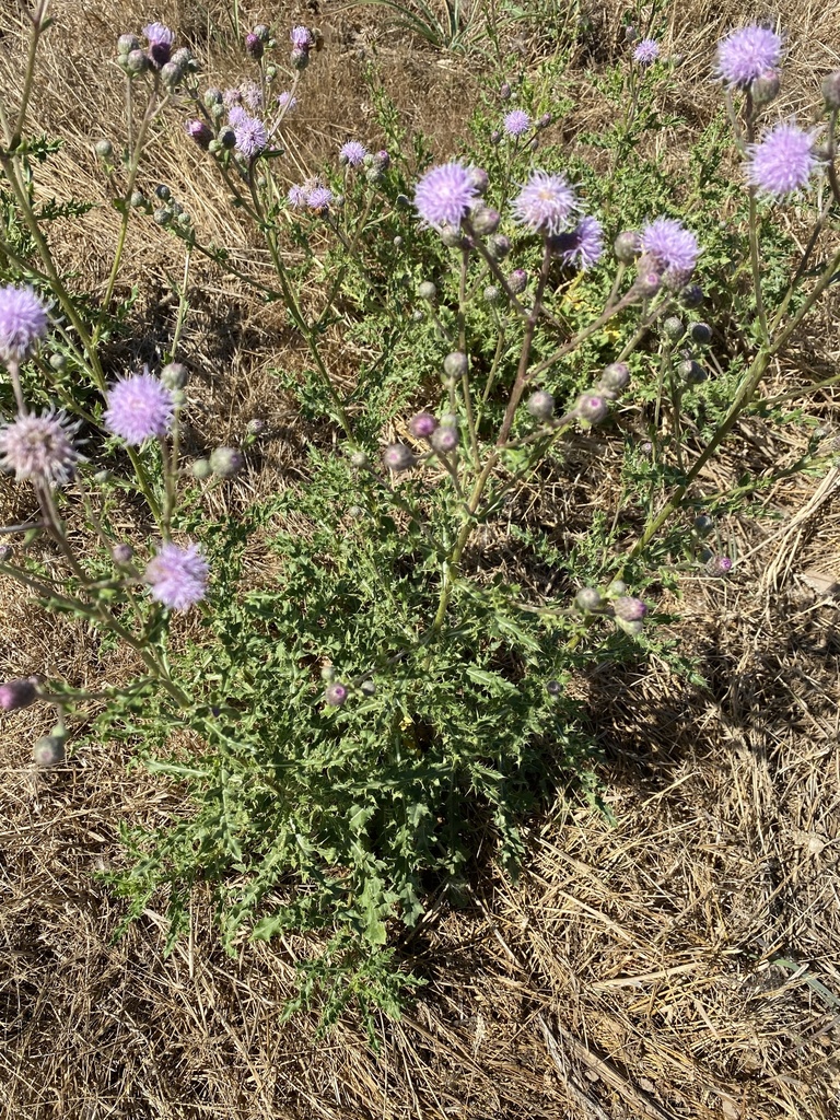 creeping thistle from Sunrise Park, Portland, OR, US on September 01 ...