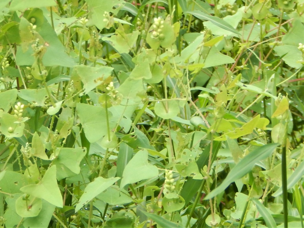 mile-a-minute weed from New North Roland Park - Poplar Hill, Baltimore ...