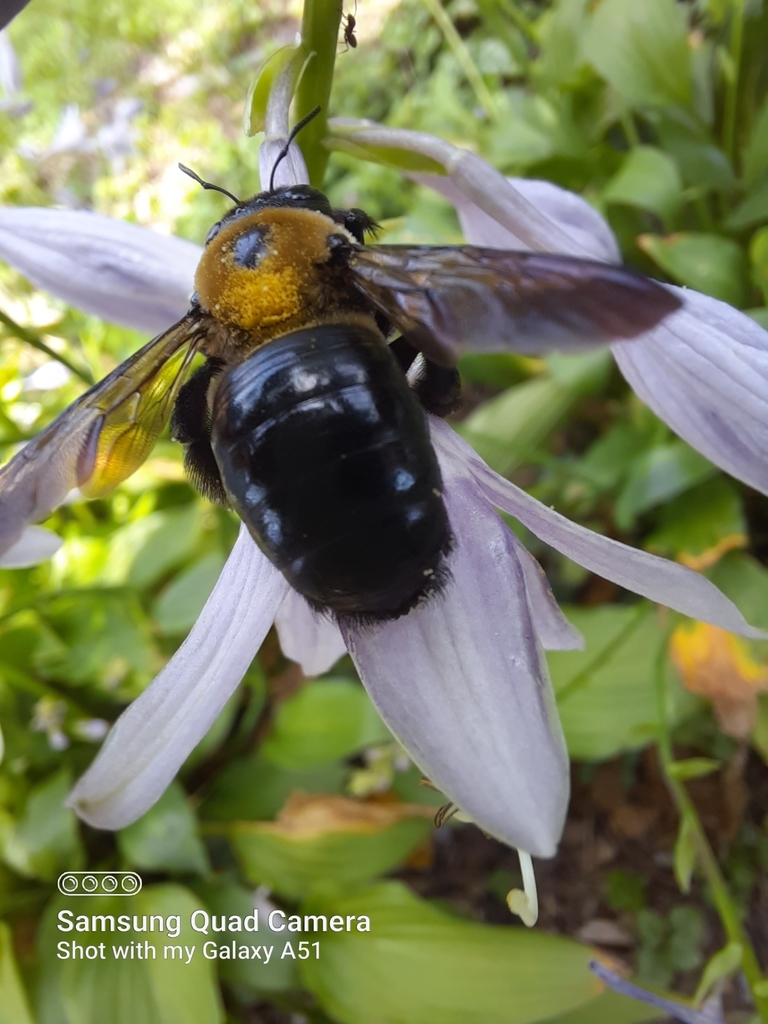 Eastern Carpenter Bee in September 2021 by sawfly. Sbee, 30 ...