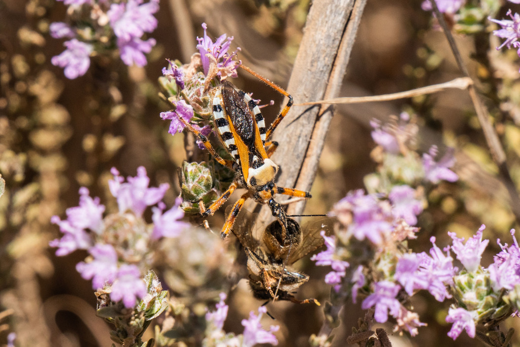 Spotted Assassin Bug from HaSharon, Israel on June 28, 2021 at 12:33 PM ...