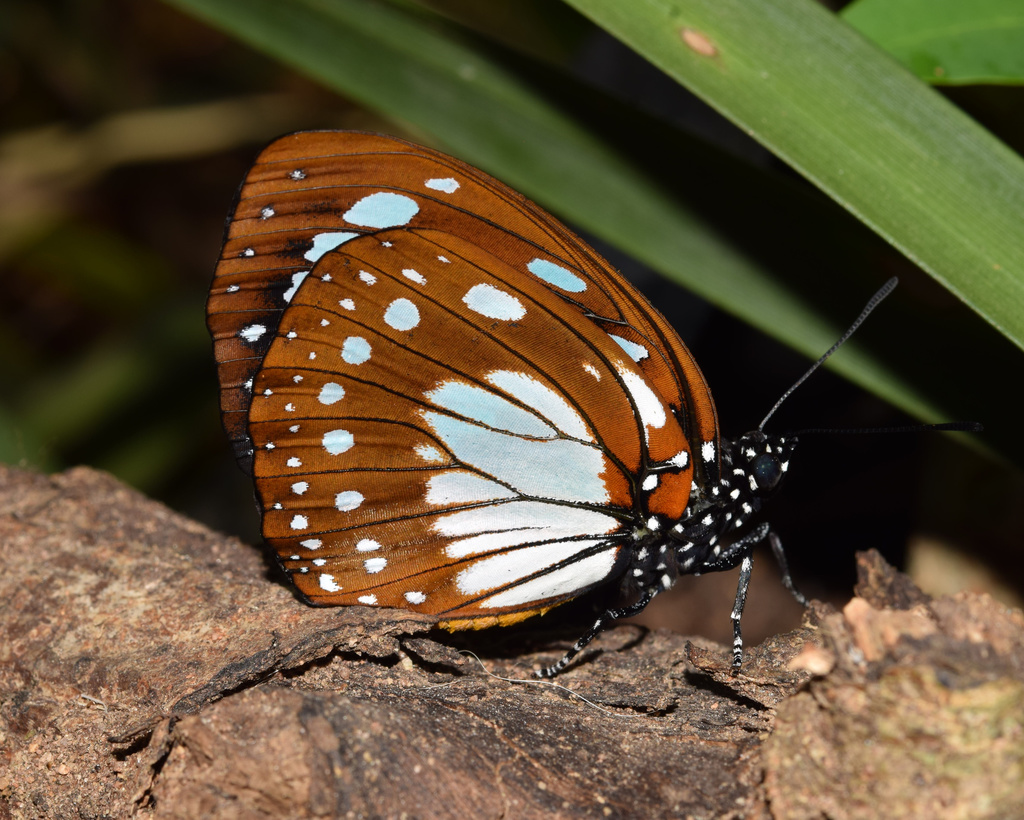Forest Queen (List of Butterflies and Moths Available or Previously ...