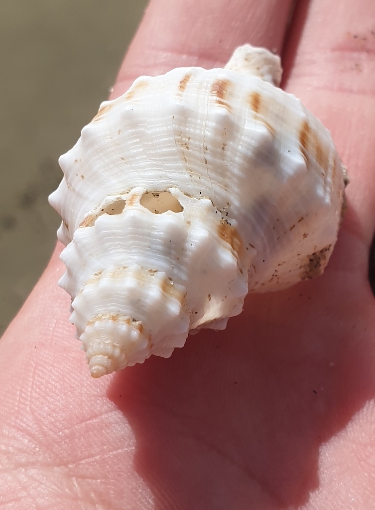 Austrofusus glans from Northland 0371, New Zealand on September 4, 2021 at 11:24 AM by ...