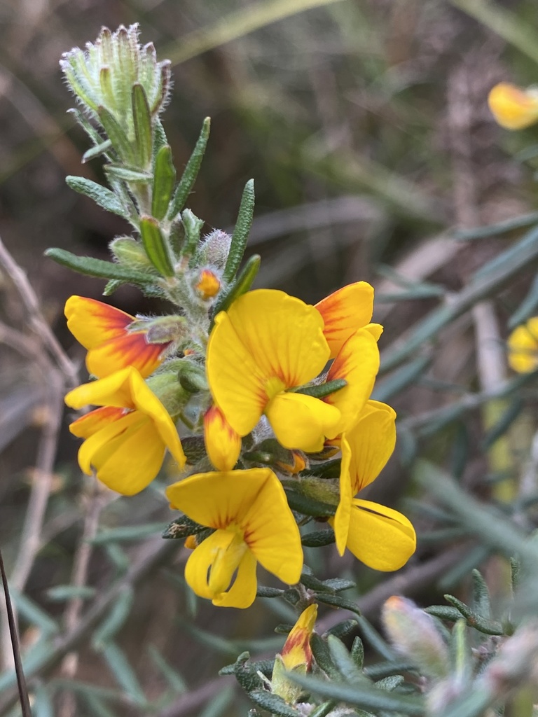 Common Aotus (Aotus ericoides) - Botanical Realm