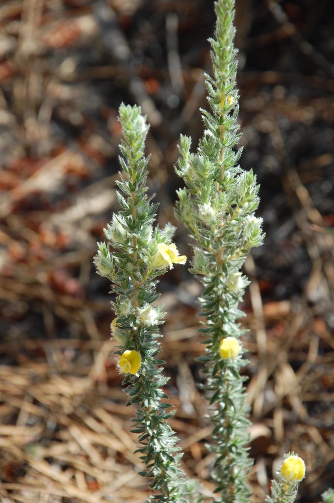 Aspalathus dasyantha from Albertinia municipal area South of main ...