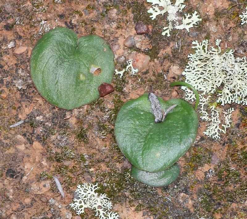 Eriospermum breviscapum from Robertson airfield surrounds, WCape on ...