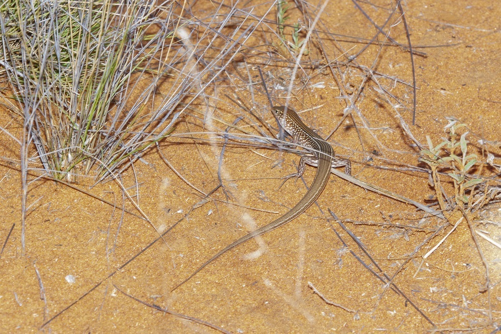 Stout Ctenotus from Windorah, QLD on November 20, 2012 by dhfischer. I ...