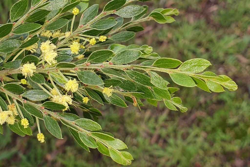 sticky wattle (Acacia howittii) - Botanical Realm
