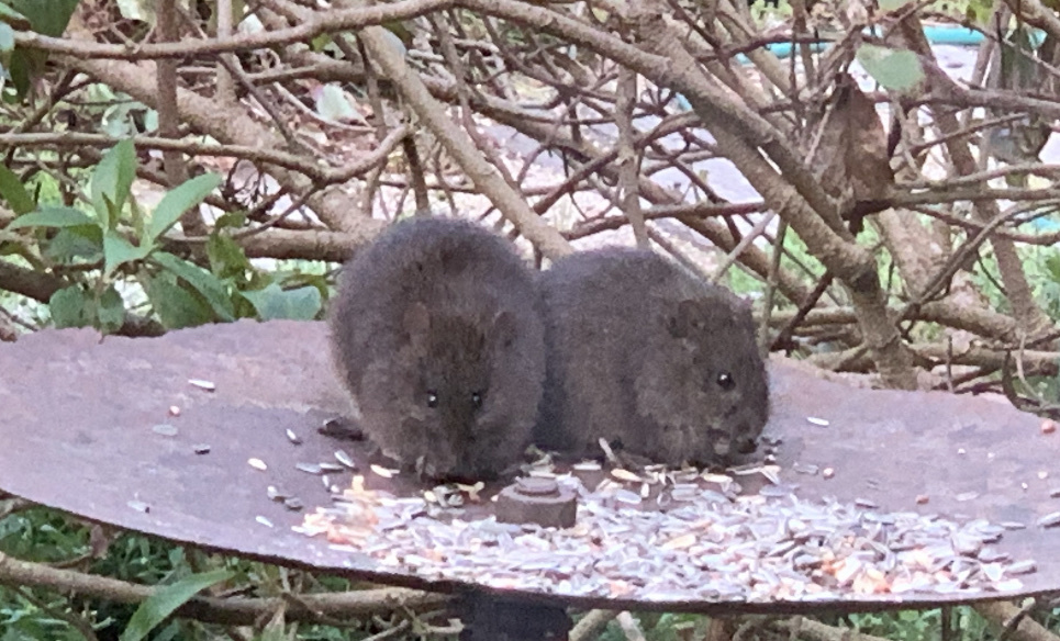 Australian Swamp Rat from Main Ridge, VIC, AU on September 4, 2021 at ...