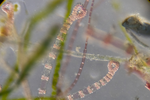 Ceramium isogonum · iNaturalist