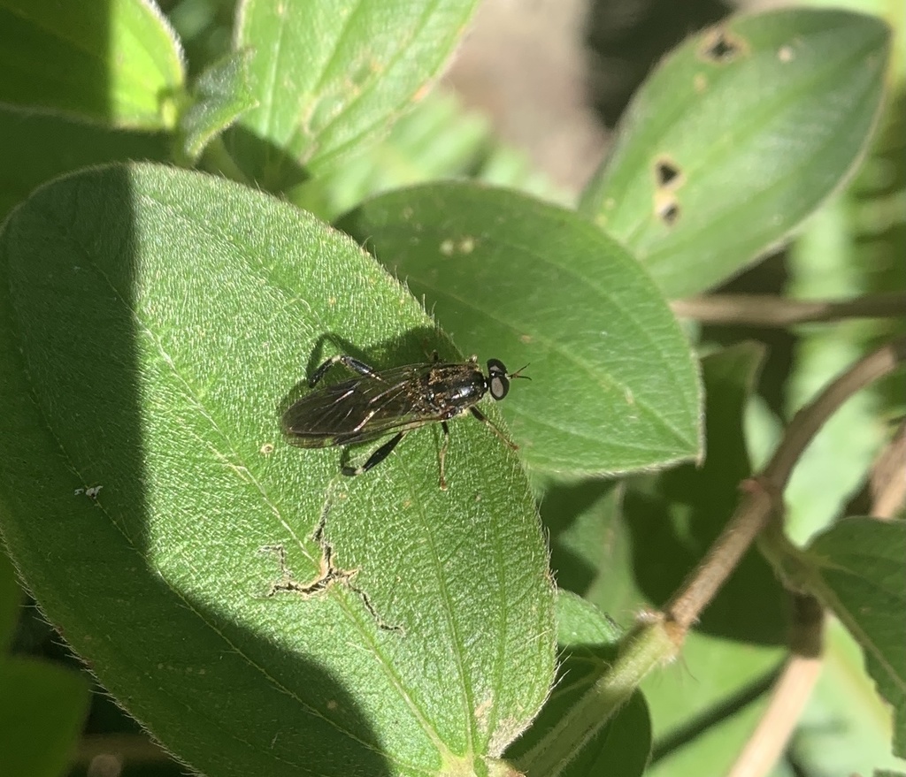 Garden soldier fly in August 2021 by emily_the_earwig · iNaturalist