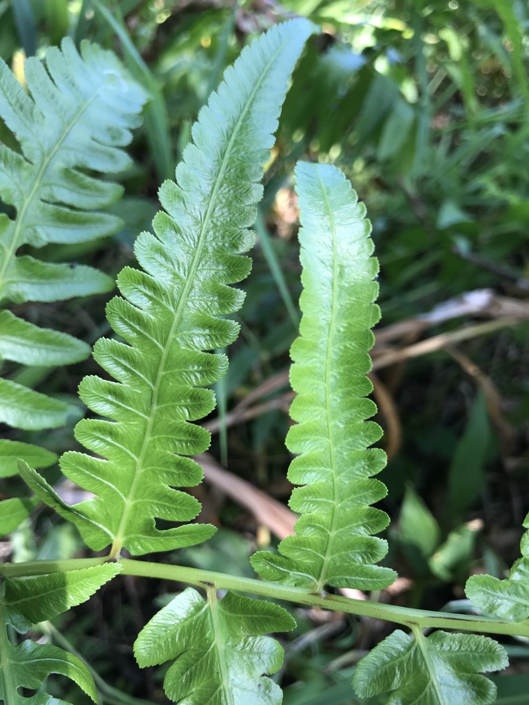Vegetable Fern from 中正北路120巷, 羅東鎮, TW on September 4, 2021 at 11:25 AM ...
