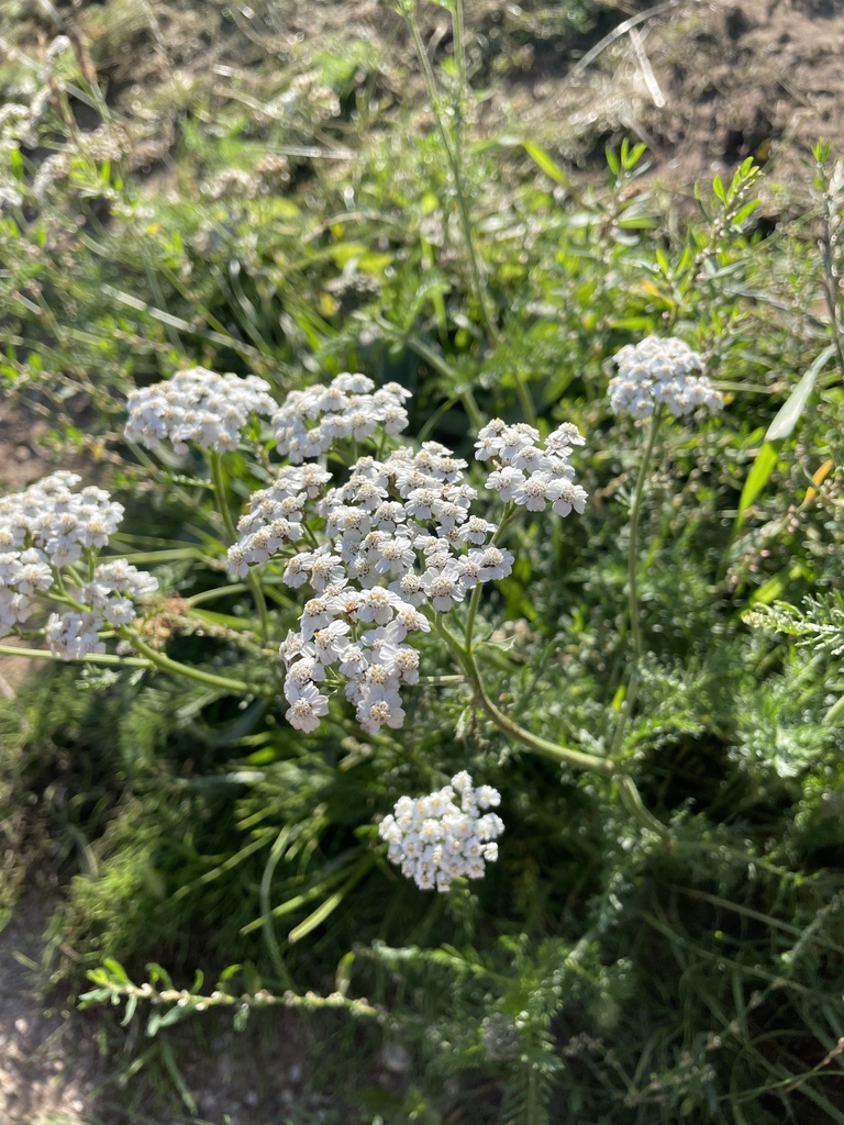 common yarrow from Nørre Voldgade, Fredericia, Southern Denmark, DK on ...