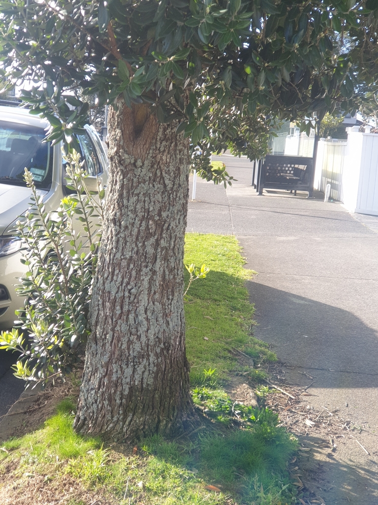 Myrtle Rust from 82 Blockhouse Bay Rd, Avondale, Auckland 1026, New ...