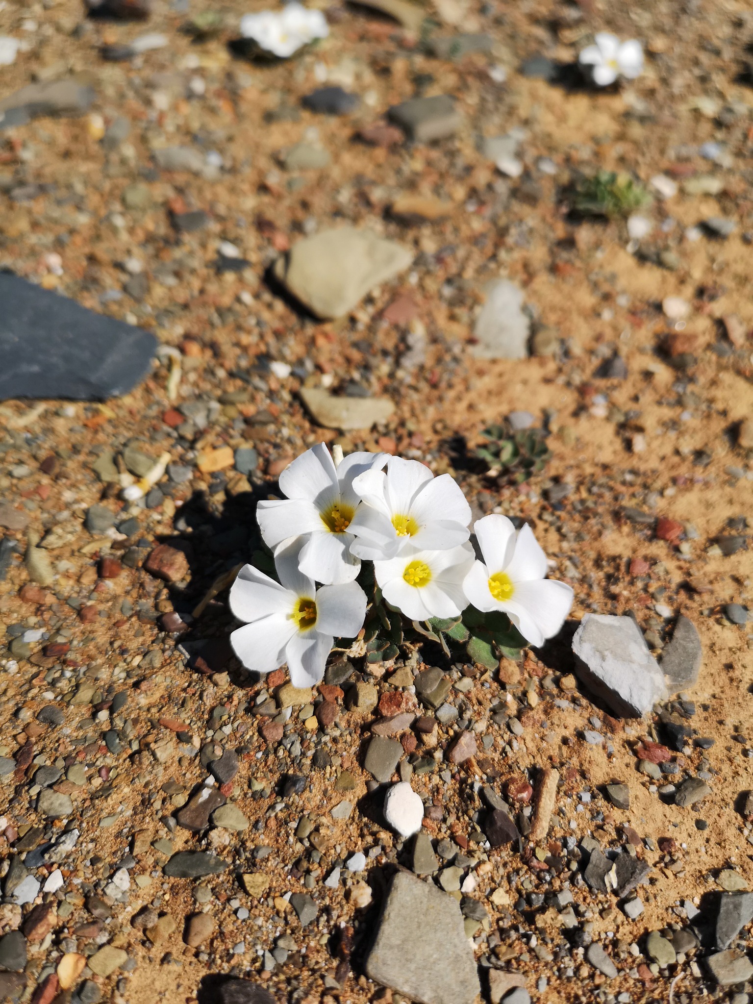 Oxalis annae F.Bolus