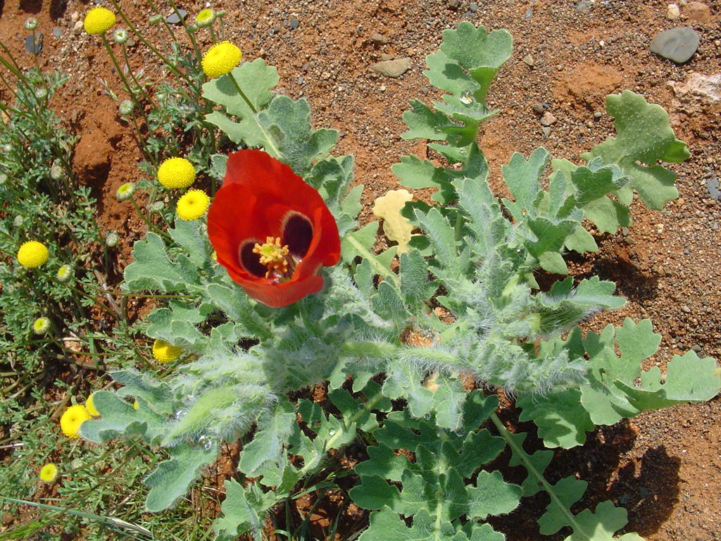 Red Horned Poppy in August 2006 by Charles Hopkins. Papaver · iNaturalist