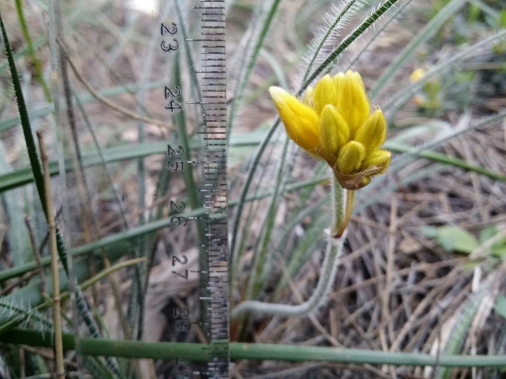 Bristly Cottonhead (Conostylis setigera) - Botanical Realm