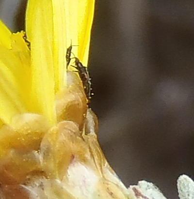 Tube-tailed Thrips from Kapteinskloof on August 8, 2014 by Nicola van ...