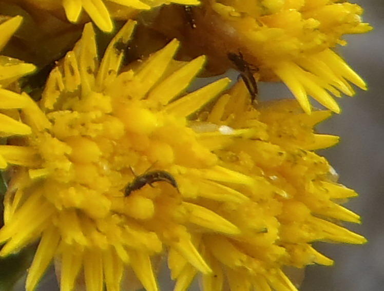 Tube-tailed Thrips from Kapteinskloof on August 8, 2014 by Nicola van ...