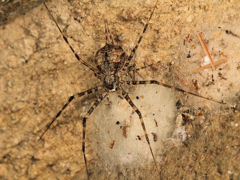 Common Long Spinnered Tree Spider from Blyde River Near Hoedspruit ...