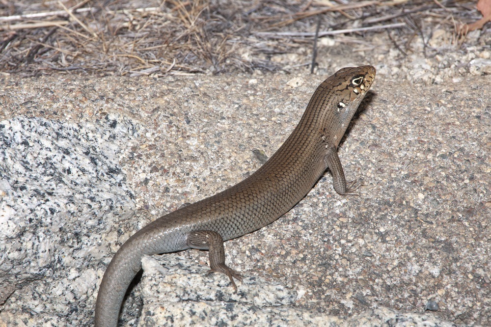 Eastern Ranges Rock-skink from Moonbi, NSW on January 12, 2009 at 08:44 ...