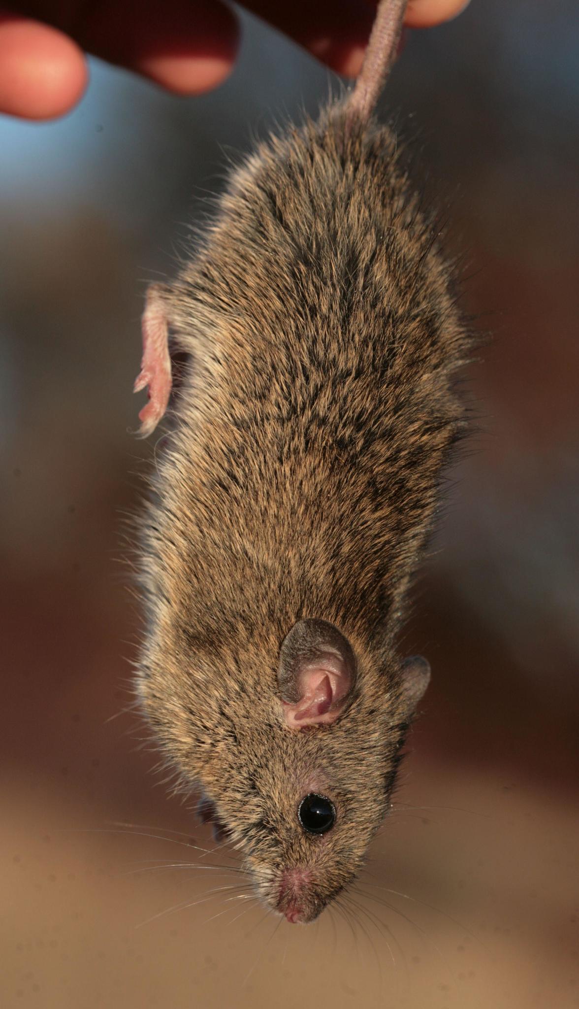Mastomys coucha (A.Smith, 1834)