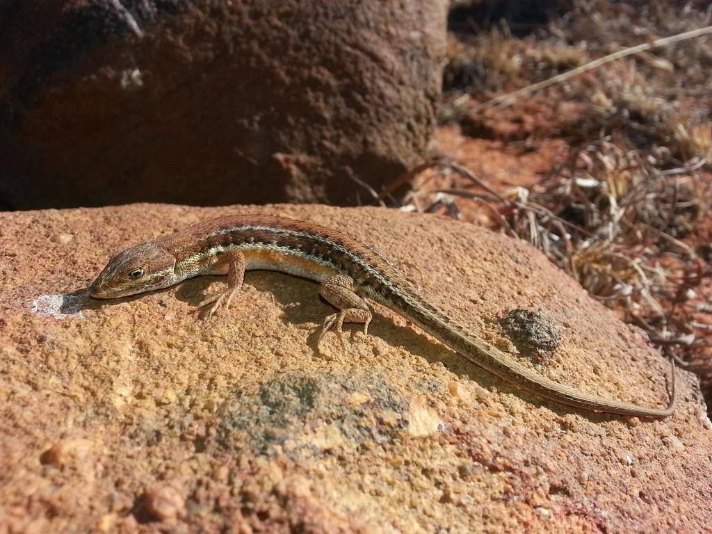 Common Rough-scaled Lizard from Welgevonden Game Reserve on July 9 ...