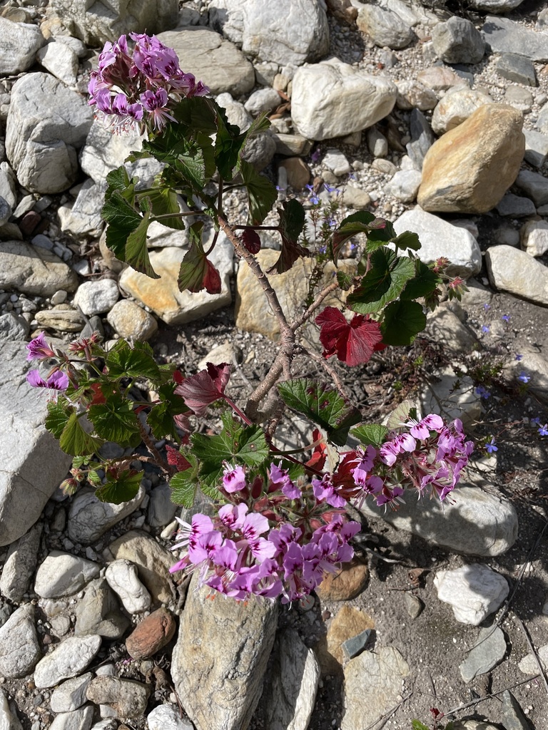 Heartleaf Storksbill from Van Stadens Dam Hike, EC, ZA on September 04 ...