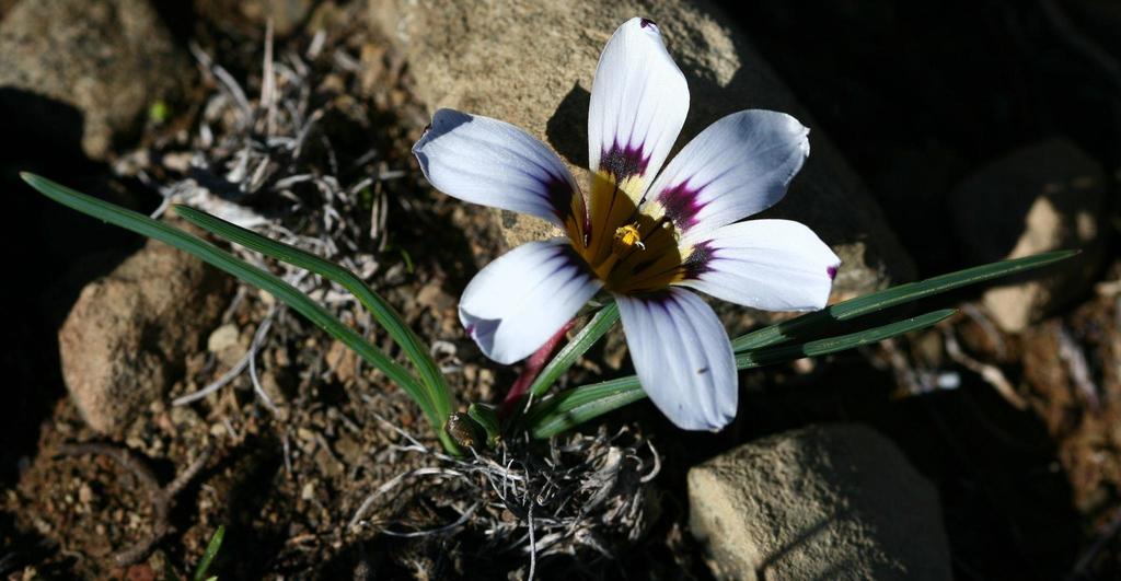 Romulea hallii from R354, Sutherland on July 07, 2011 by _3foxes ...