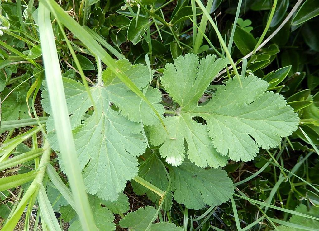 Erodium malacoides malacoides from Main Rd, Still Bay West on May 29 ...