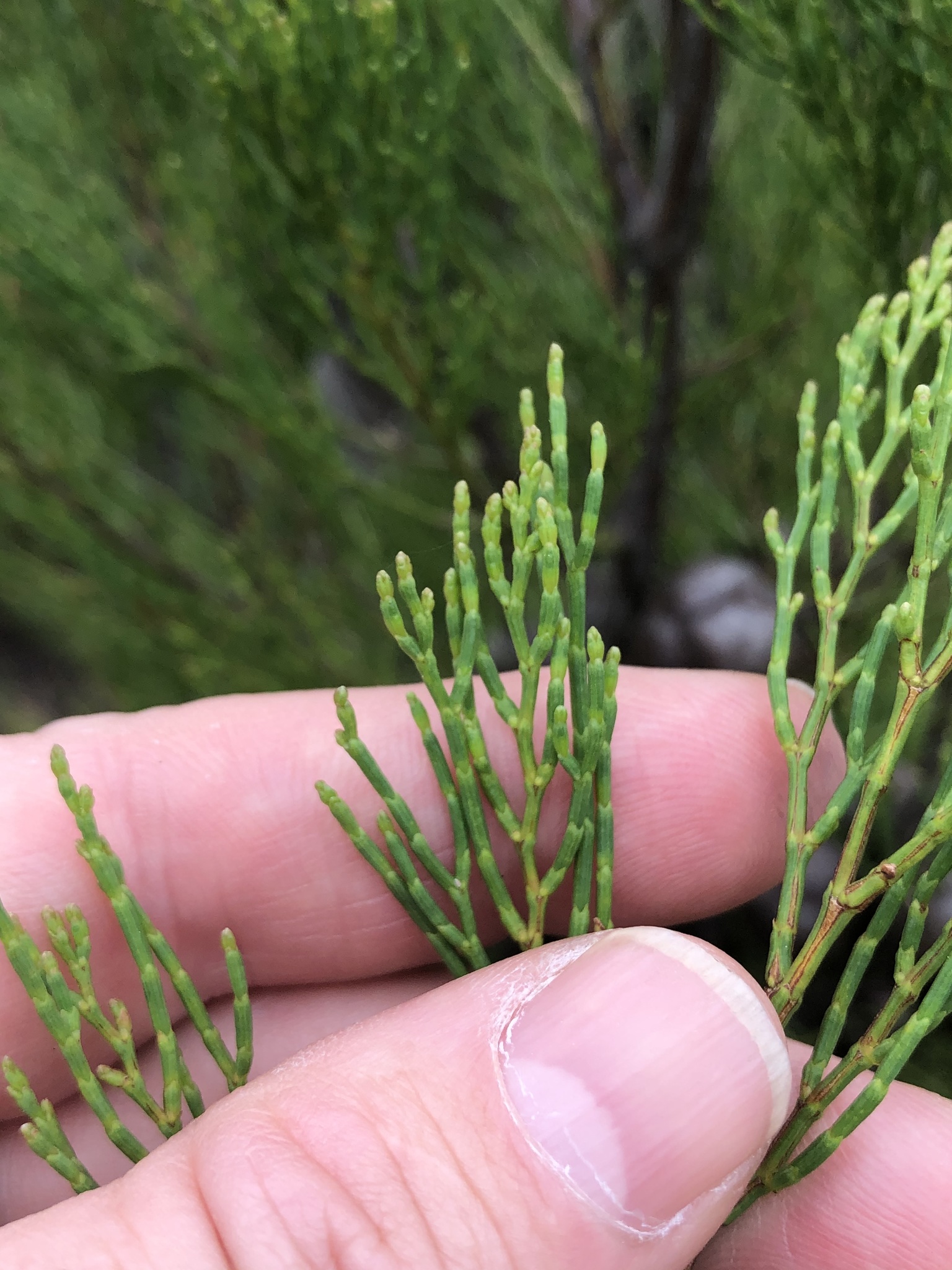 Callitris muelleri (Parl.) Benth. & Hook.f. ex F.Muell.