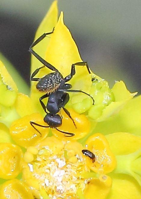 Karoo Balbyter Ant from Vrolijkheid Nature Reserve Rooikat Trail ...