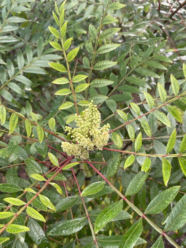 shining sumac from Naples Preserve, Naples, FL, US on September 04 ...
