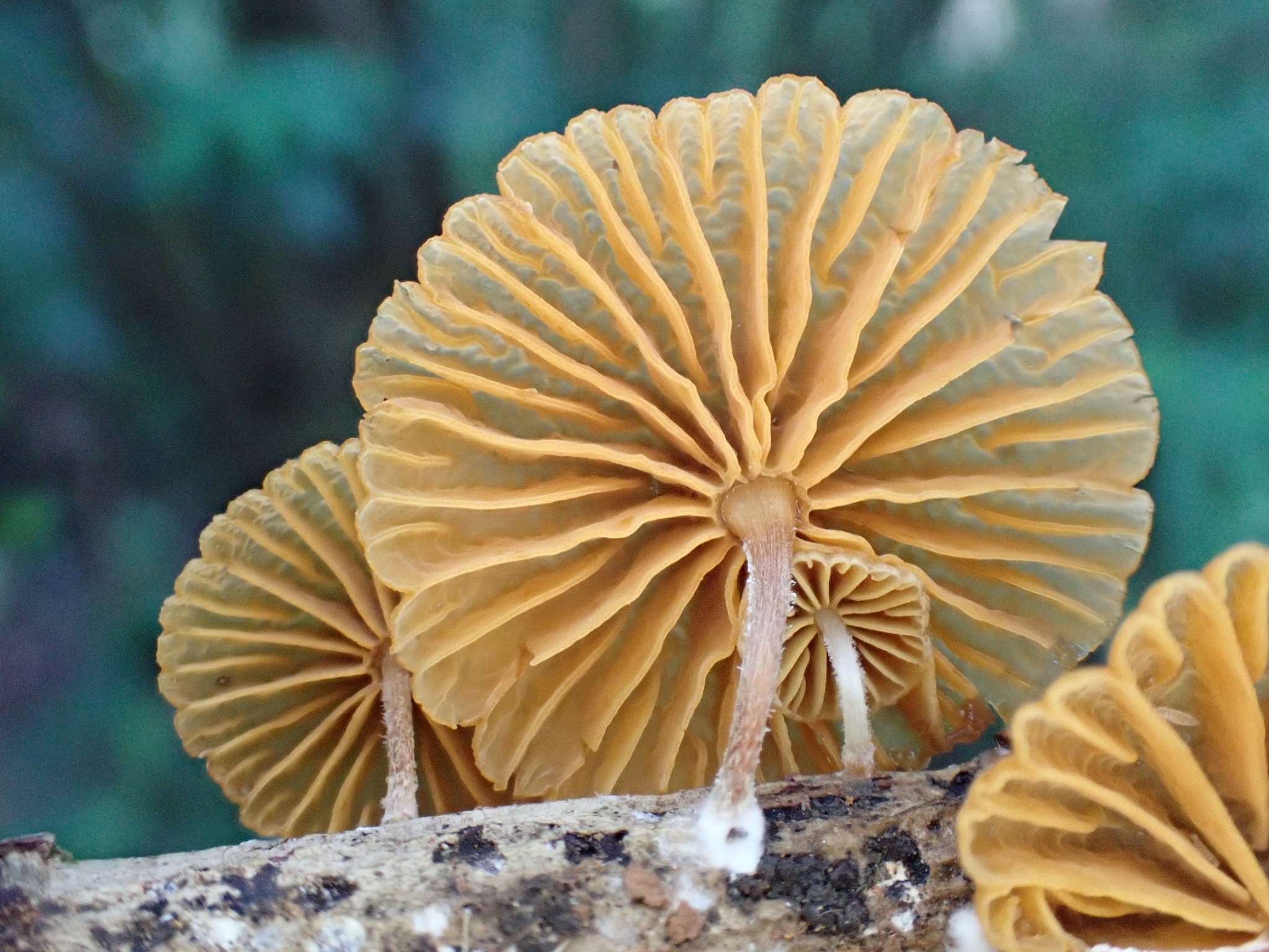 Moniliophthora H.C.Evans et al.