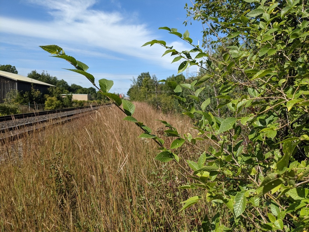 Siberian elm in September 2021 by Pat Deacon · iNaturalist
