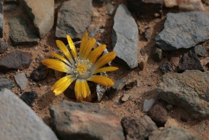Lithops comptonii L.Bolus