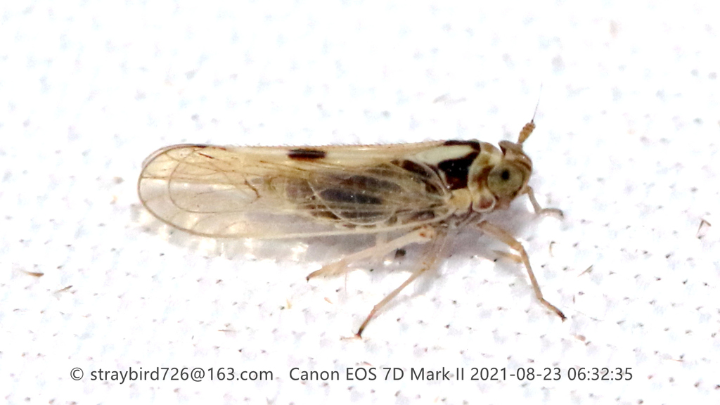 White-backed Planthopper from 中国北京市门头沟区WMFV+JP6 on August 23, 2021 at ...