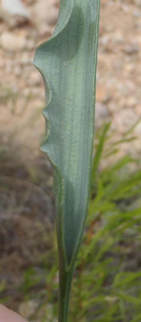 Eriospermum aequilibre (Cape Bulbs 1) · BioDiversity4All