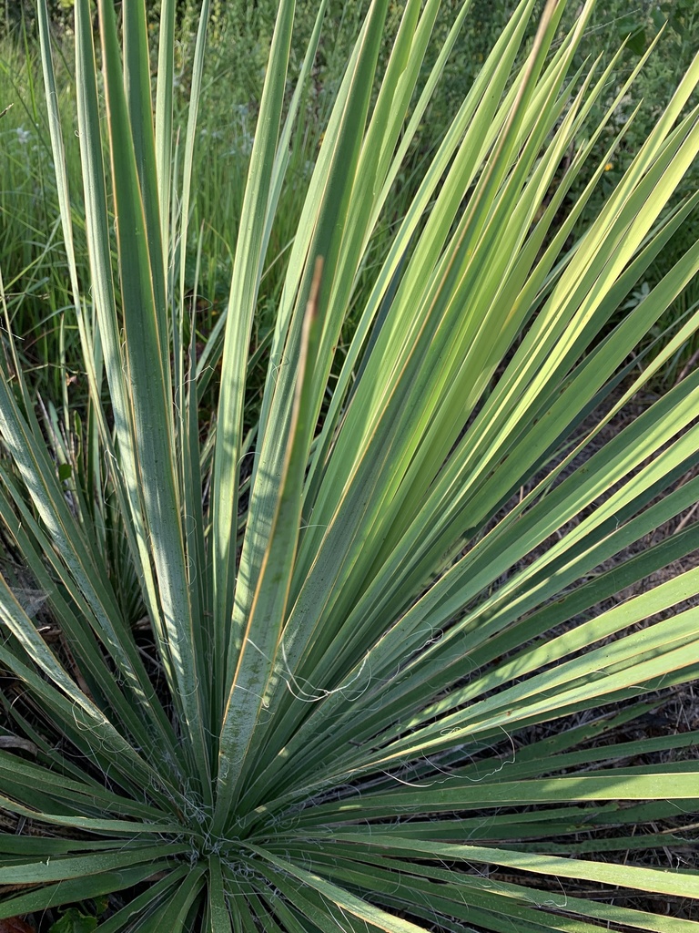 Gulf Coast Yucca (Yucca louisianensis) - Botanical Realm