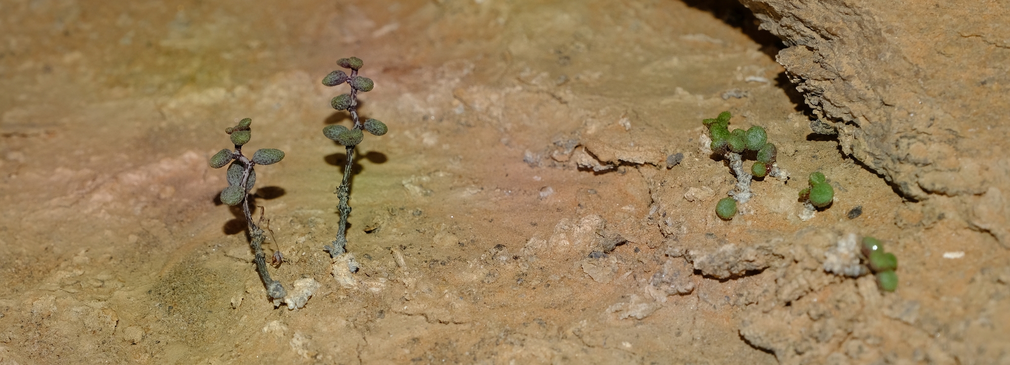 Tylecodon similis (Toelken) Toelken