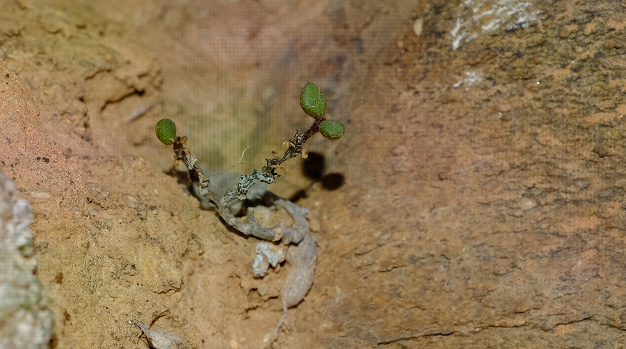 Tylecodon similis (Toelken) Toelken