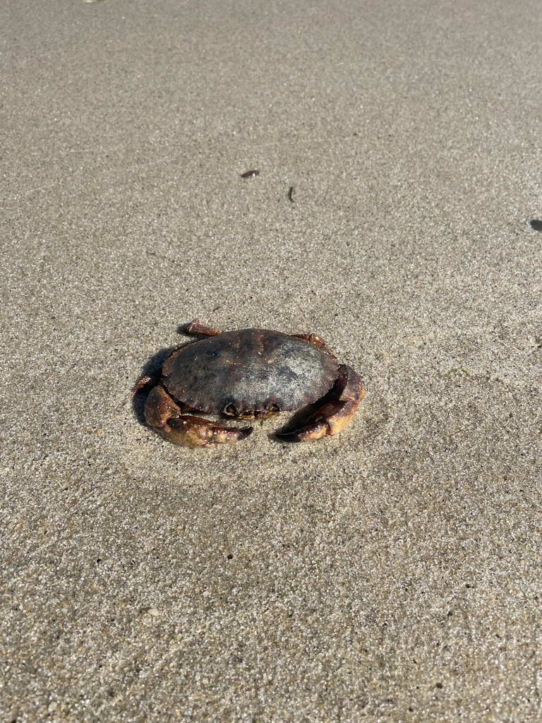 Jonah Crab from Cape Cod National Seashore, Chatham, MA, US on ...