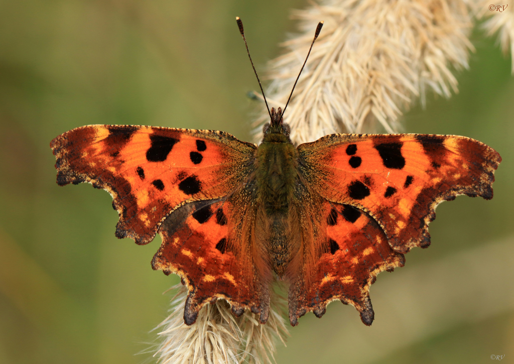 European Comma (Insects of Jaén, AN, ES) · iNaturalist
