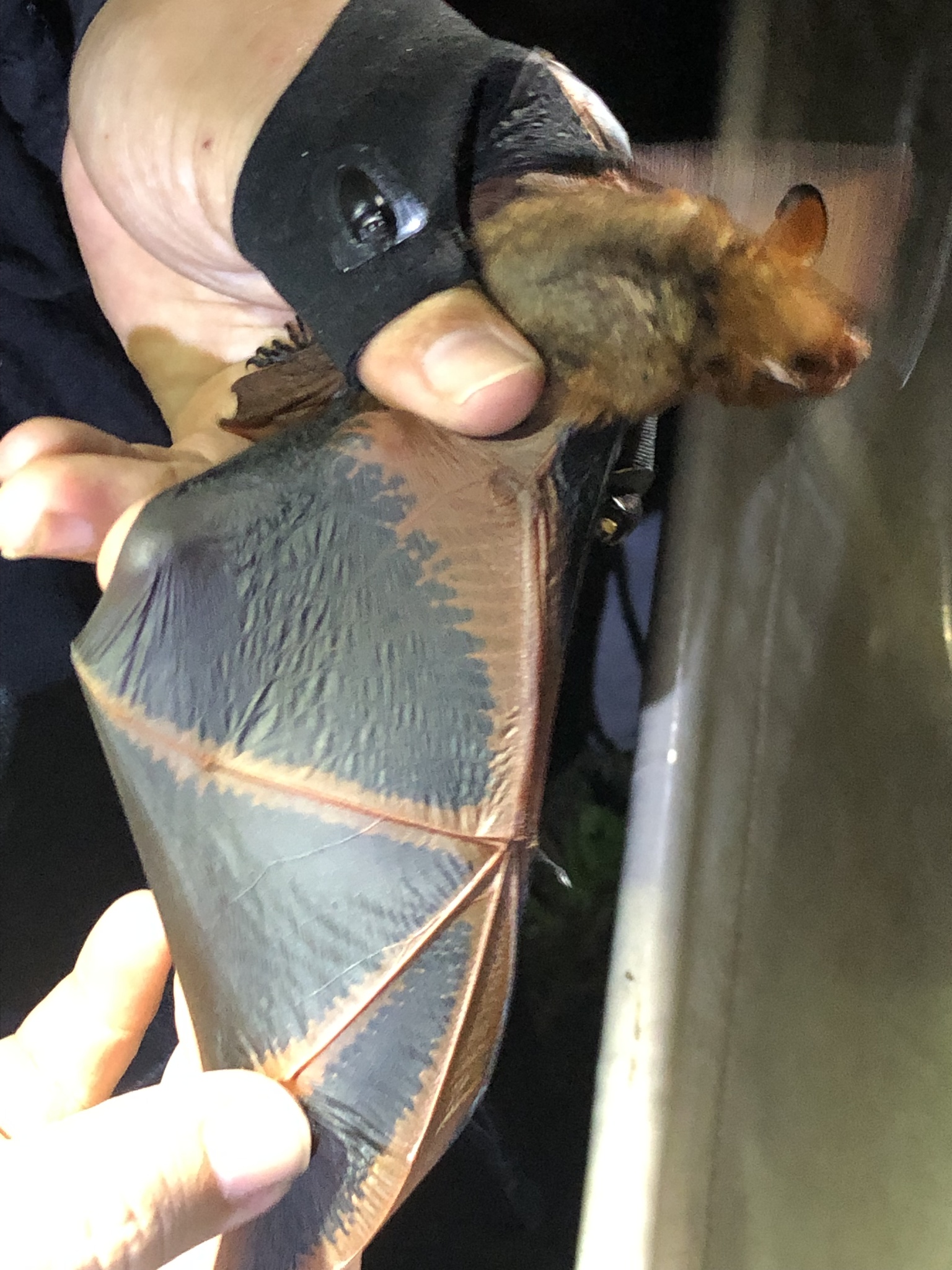 Myotis rufoniger (Tomes, 1858)