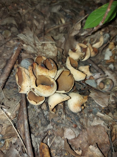 Tan ear (Otidea alutacea)