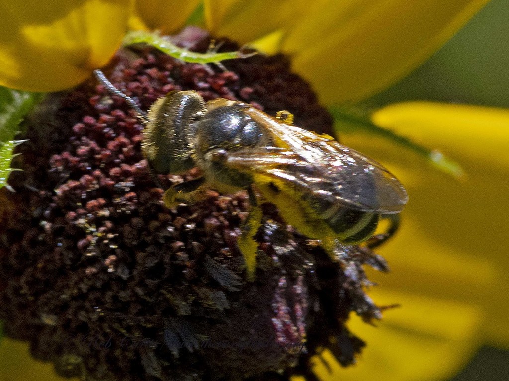 Ligated Furrow Bee from 1 Lake Front Dr, Zion, IL 60099, USA on July 11 ...