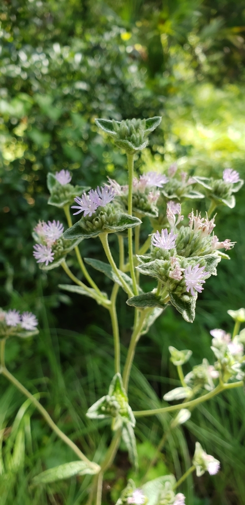 Tall Elephant's-foot (Elephantopus elatus) - Botanical Realm