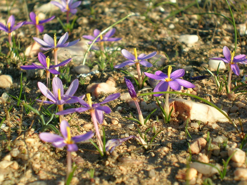 Long Capecrocus from Bokkeveld, Keisersfontein: approx only on April 15 ...