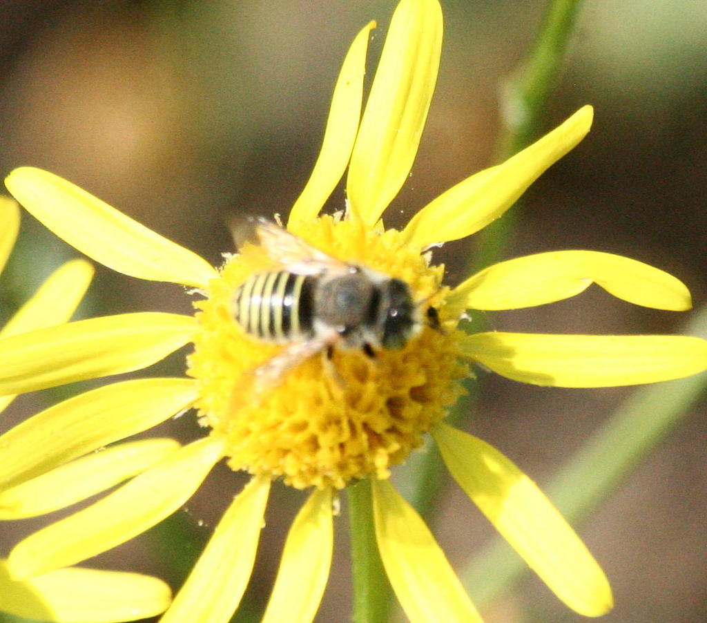Anthidium pontis from Sererome Valley: valley = Sererome Valley but ...