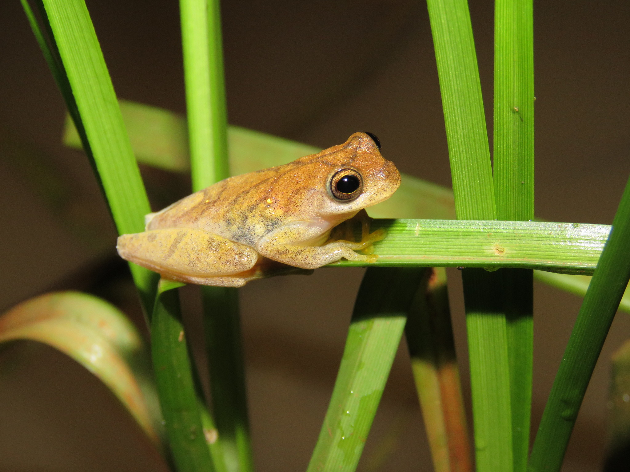 Dendropsophus leali (Bokermann, 1964)
