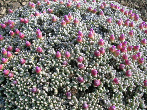 Mound Matfig (Antimima androsacea) · iNaturalist